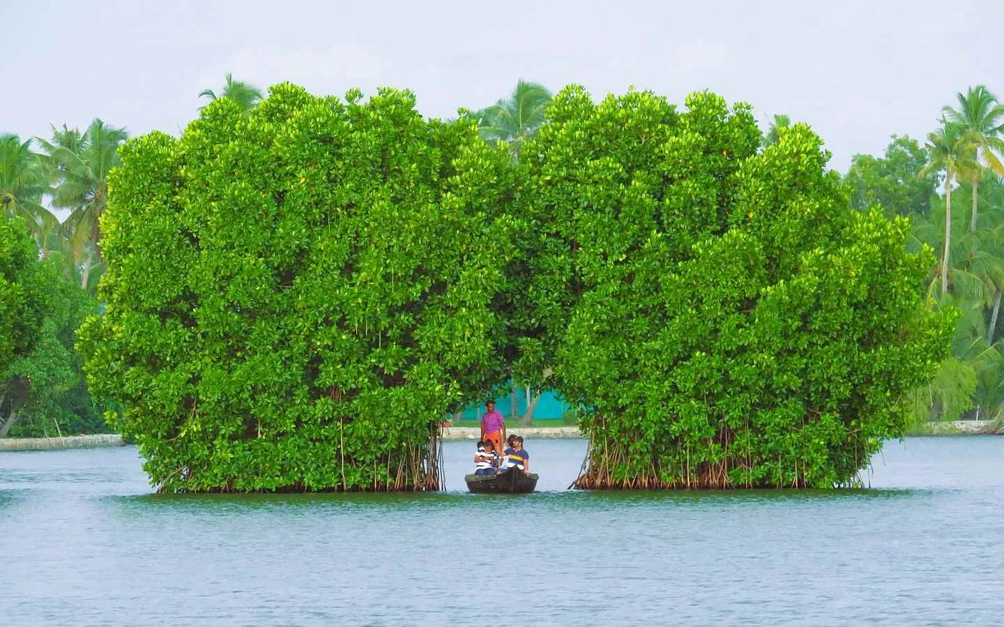 6 Days Munnar Alleppey Varkala package| With Munroe Island (BOOK NOW ...